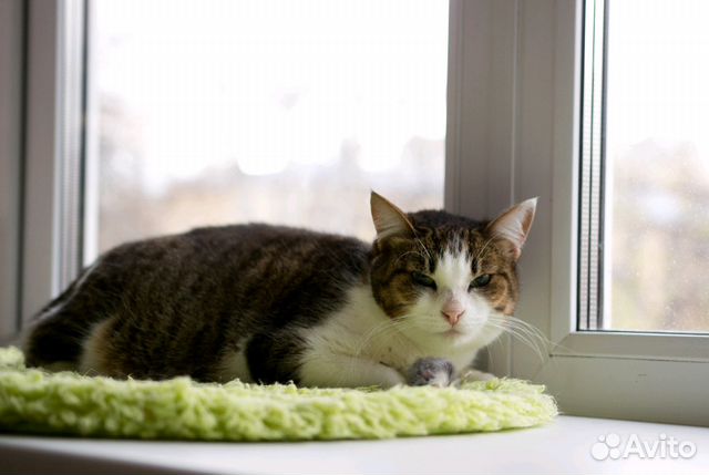 Кошечка с коротким хвостиком