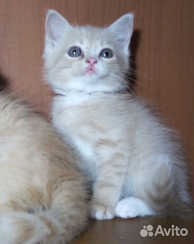 Отдам даром котенка