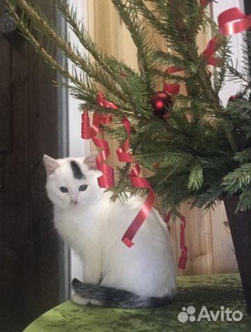 Бабушкины котята