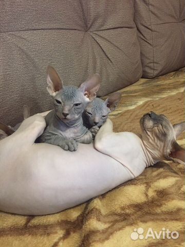 Донской сфинкс