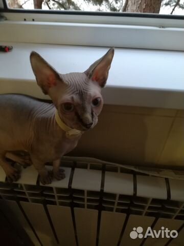 Продаю девочку канадского сфинкса