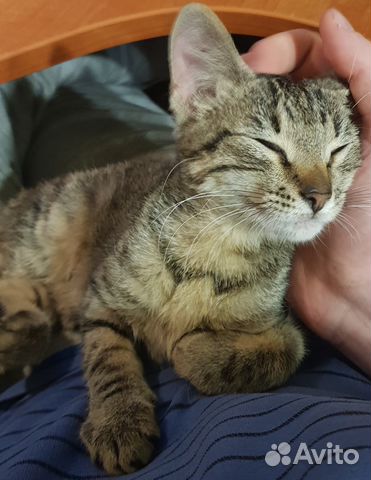 Ищем руки для котика