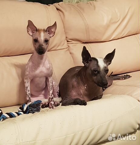 Щенок ксолоитцкуинтли