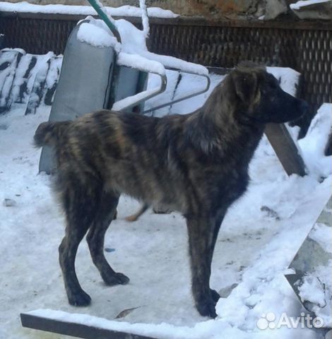 Самый добрый и ласковый зверь