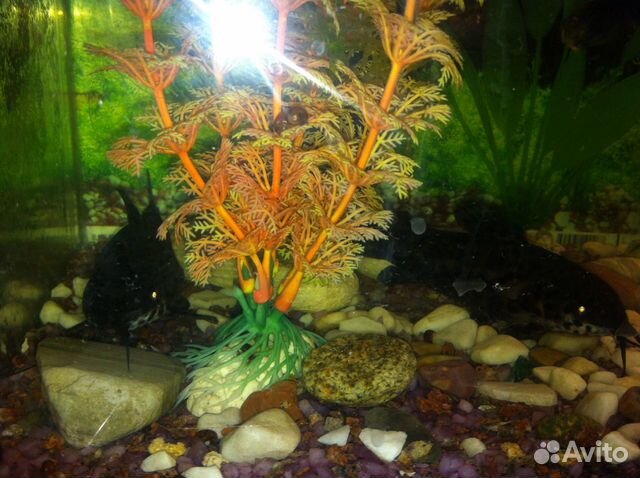 Продам или обменяю сомов