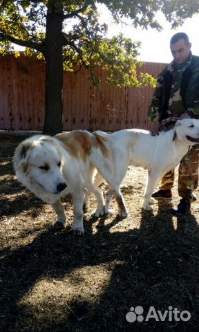 Щенки кавказской овчарки