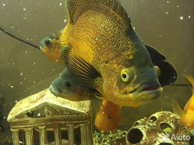 Астронотус 23+см