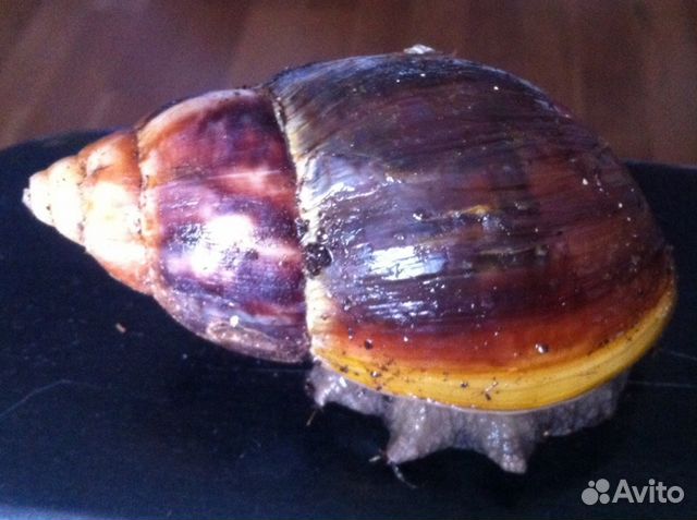 Улитки ахатины 8-10 см