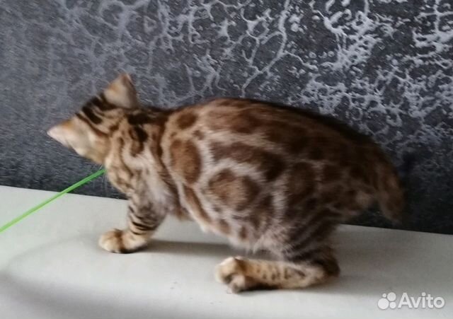 Золотые бенгальчики