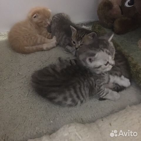 Шотландские котята