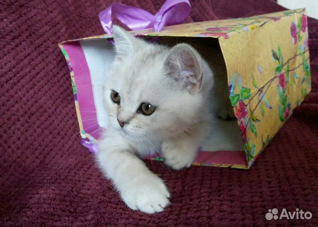 Снежный барсик Аякс