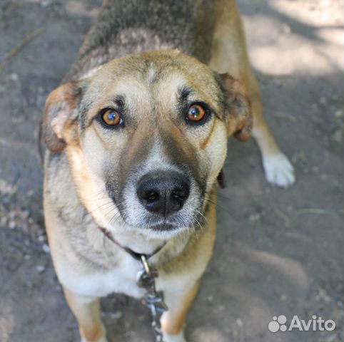 Крупный, умный, добрый пес Степан