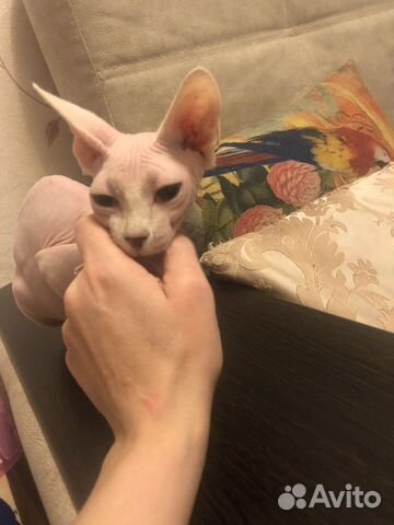Канадский сфинкс