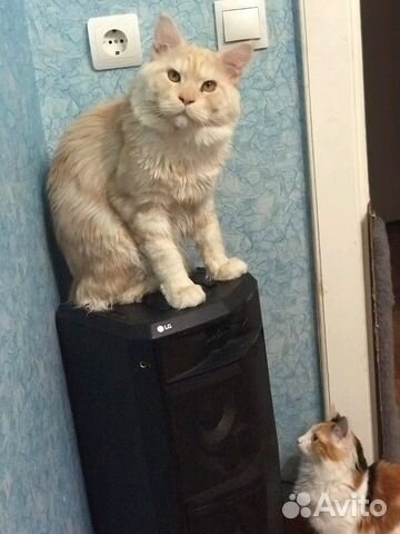 Кот без хлопот