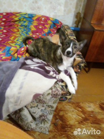 Шикарную тигрицу от в дар