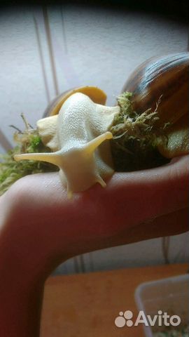 Архахатины Маргинаты Вар. Суту