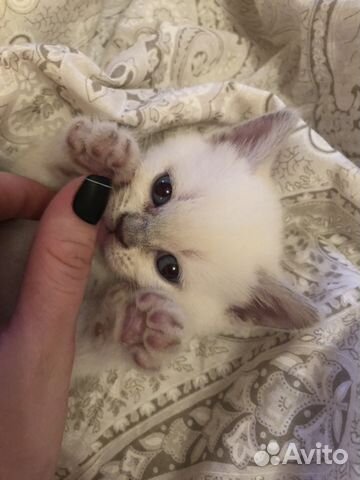 Белоснежная британка