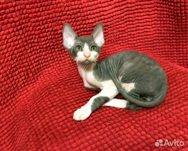 Котенок корниш рекс