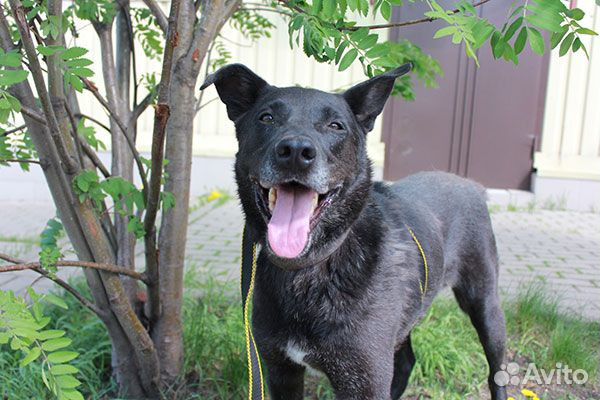 Обаятельный Уголёк в дар