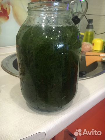 Аквариумная трава, травка в аквариум