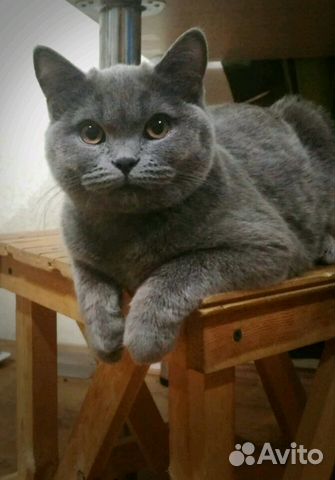 Британская