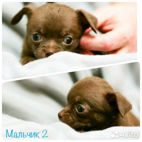 Сладкие шоколадные малыши