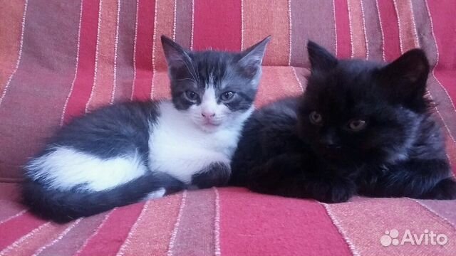 Котята (помесь с британской короткошерстной кошкой