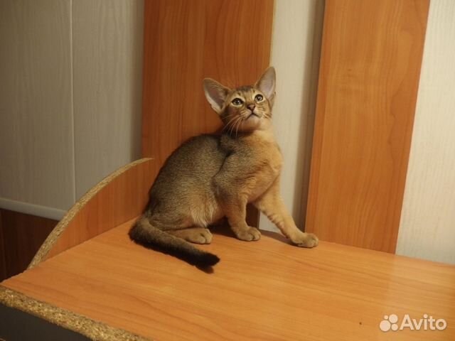 Абиссинская кошка, котики