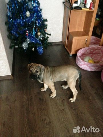 Ка де бо(девочка)