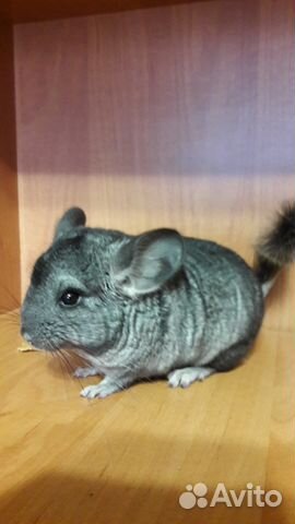 Продам шиншиллёнка