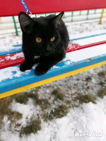 Кот