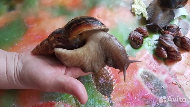 Улитки ахатины