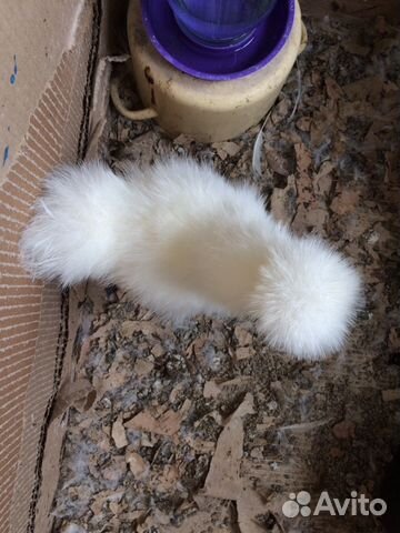 Китайский шелковый Курица