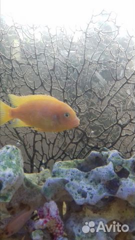 Самцы Ломбардо