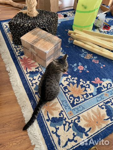 Кот Василий