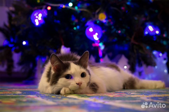 Лелик шикарный кот в добрые руки