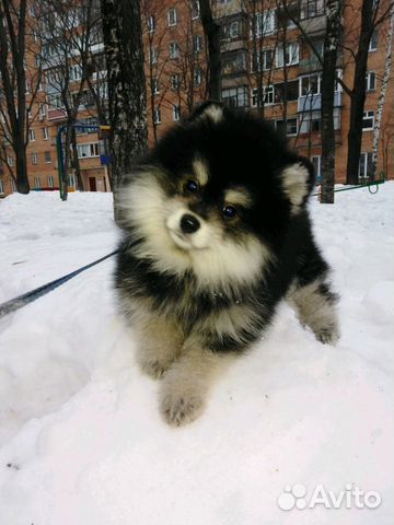 Снежный пёс Айс