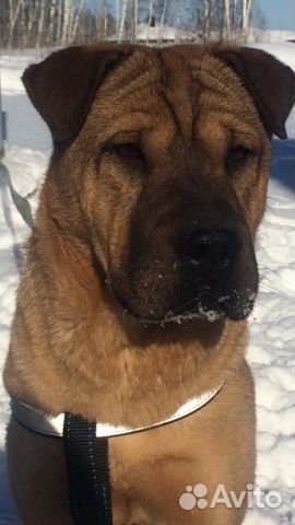 Собаке нужен дом