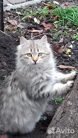 Котик в хорошие руки