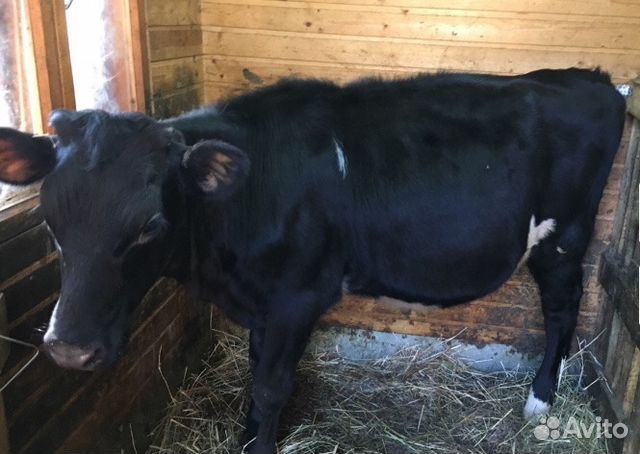 Телки на племя