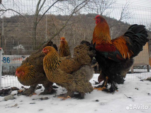 Кохинхин золото окаймленный, палевый,брама