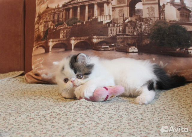 Персидские котята