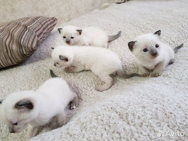 Тайские котята
