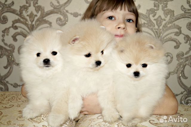 Настоящие померанские щенки шпица крем