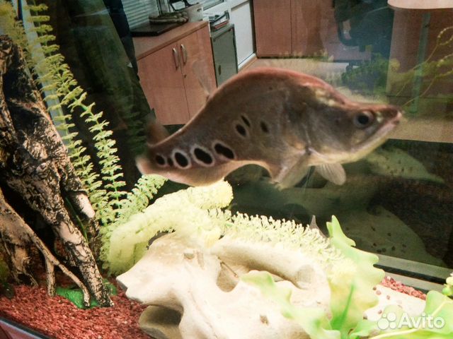 Индийский нож