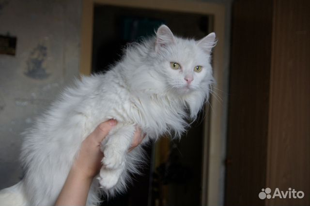 Белоснежная крысоловка Юки