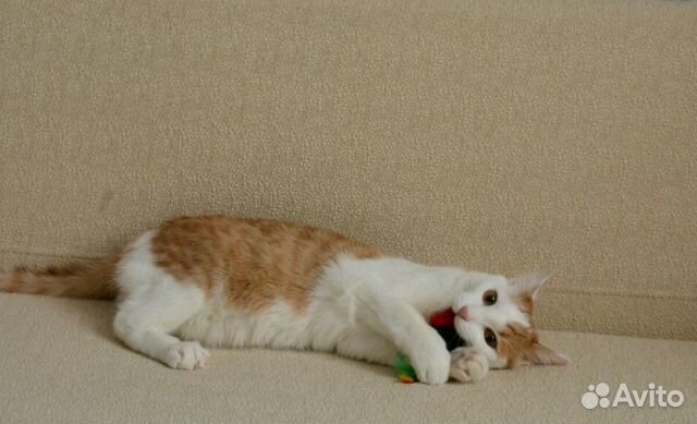 Котенок рыжик В дар