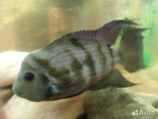 Чернополосые цихлиды