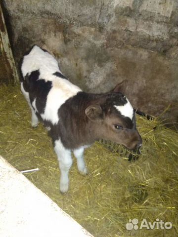 Маленькая коровка