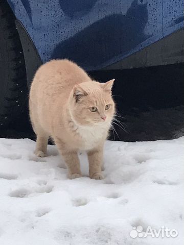 Спасённый с улицы персиковый котик ищет дом